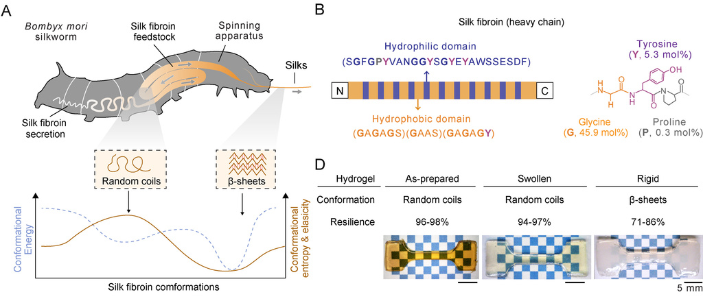 Proteinaceous materials | Mu Lab - The University of Iowa