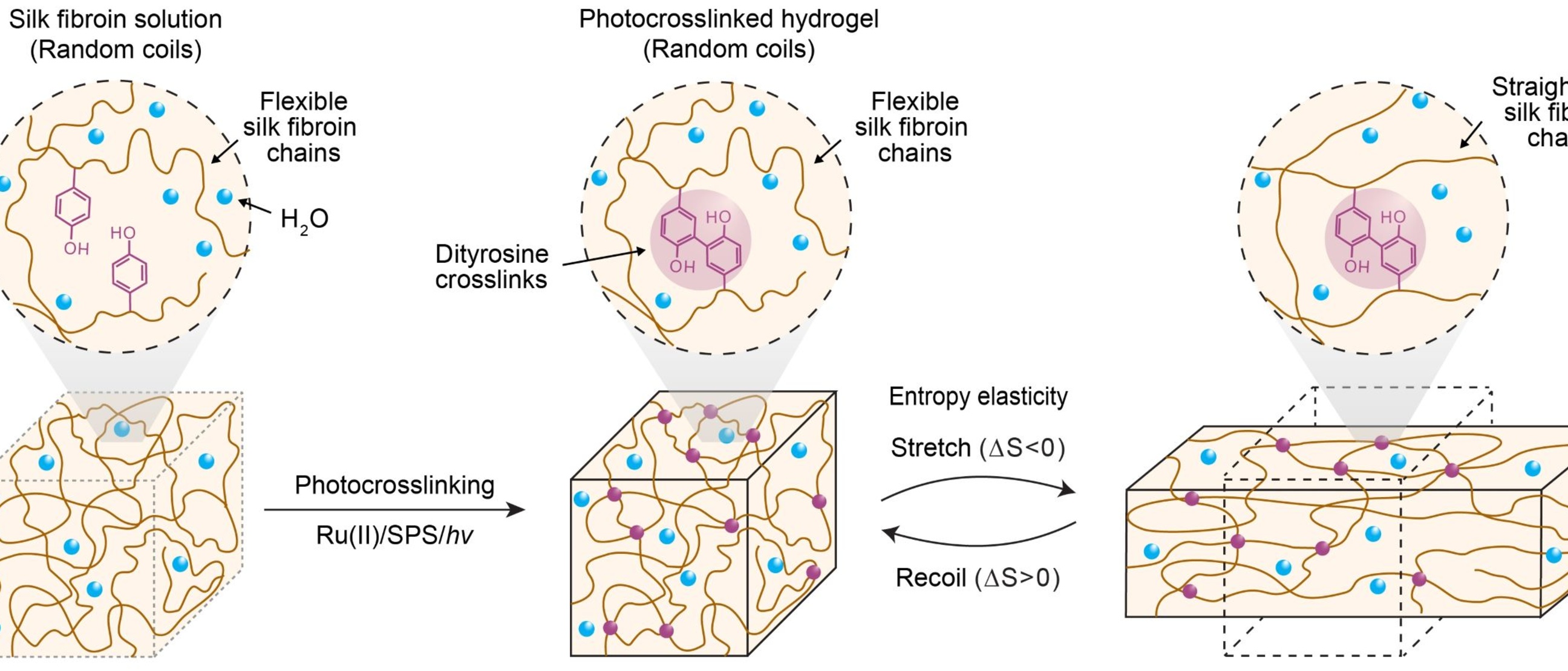 Conformational strategy for elastic protein materials published in PNAS ...