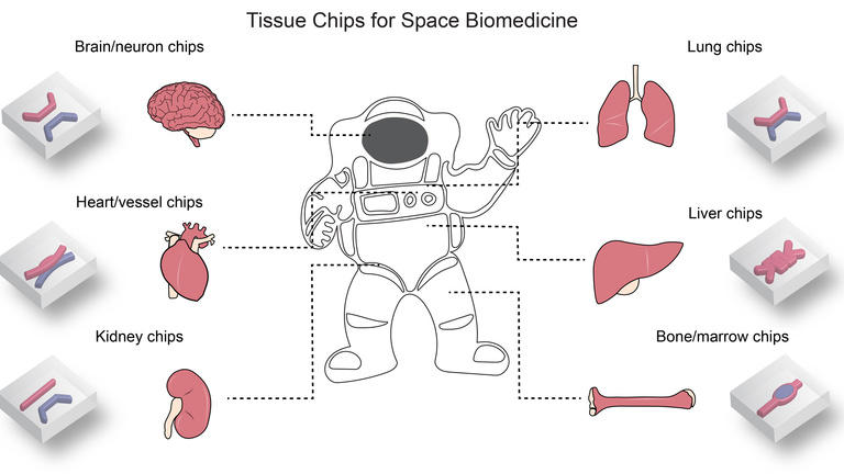 Home | Mu Lab - Mu lab at The University of Iowa